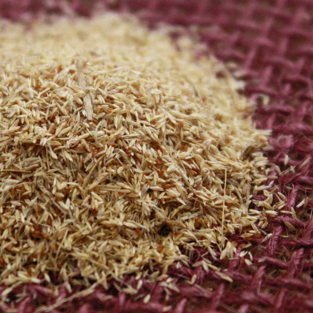 SAND DROPSEED | Douglass King Seeds